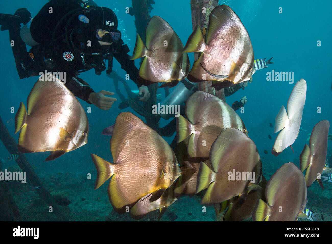 Life under jetty. Picture was taken in the Ceram sea, Raja Ampat, West ...