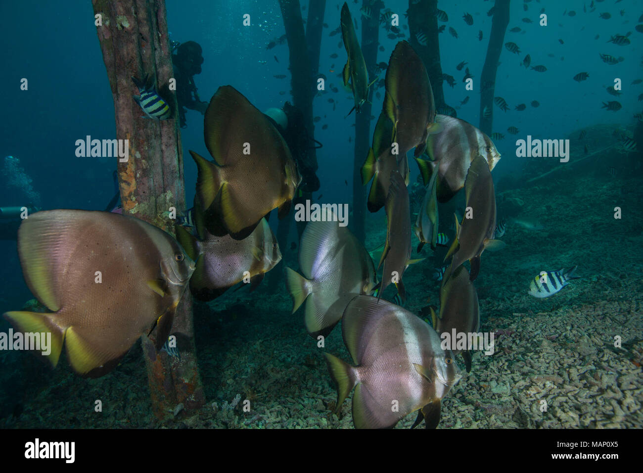 Life under jetty. Picture was taken in the Ceram sea, Raja Ampat, West ...
