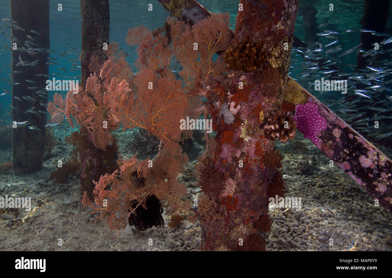 Life under jetty. Picture was taken in the Ceram sea, Raja Ampat, West ...