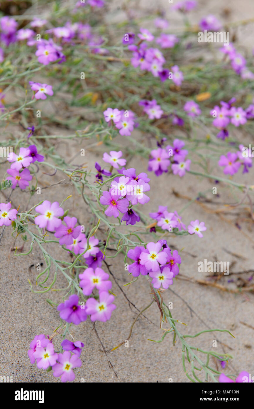 Flora of southern portugal hi-res stock photography and images - Alamy