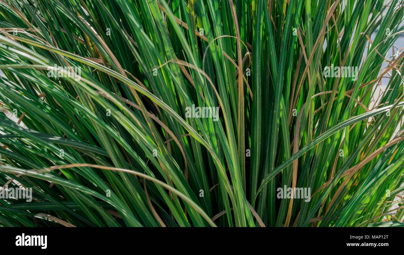 Tuft of grass at the beach by the lagoon Stock Photo - Alamy