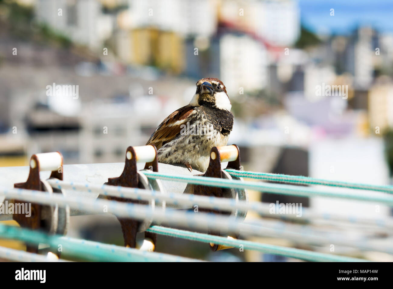 Bird on a clothesline with city background Stock Photo - Alamy