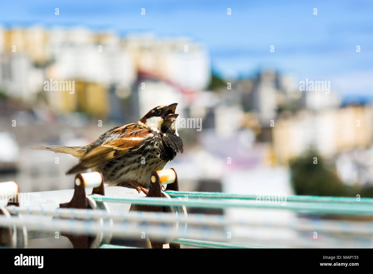 Bird on a clothesline with city background Stock Photo - Alamy