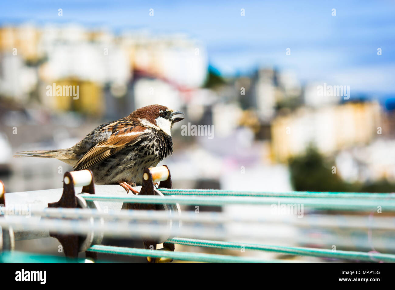 Bird on a clothesline with city background. Panoramic view Stock Photo ...