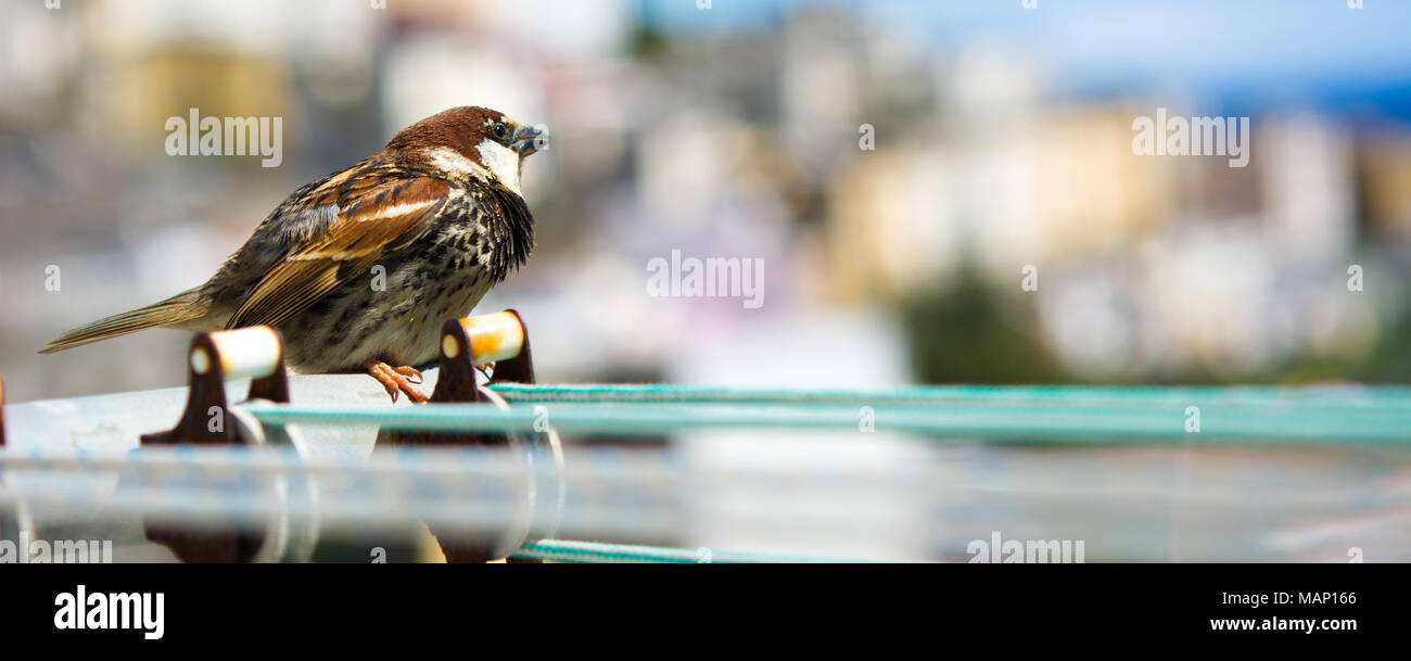 Bird on a clothesline with city background. Panoramic view Stock Photo ...
