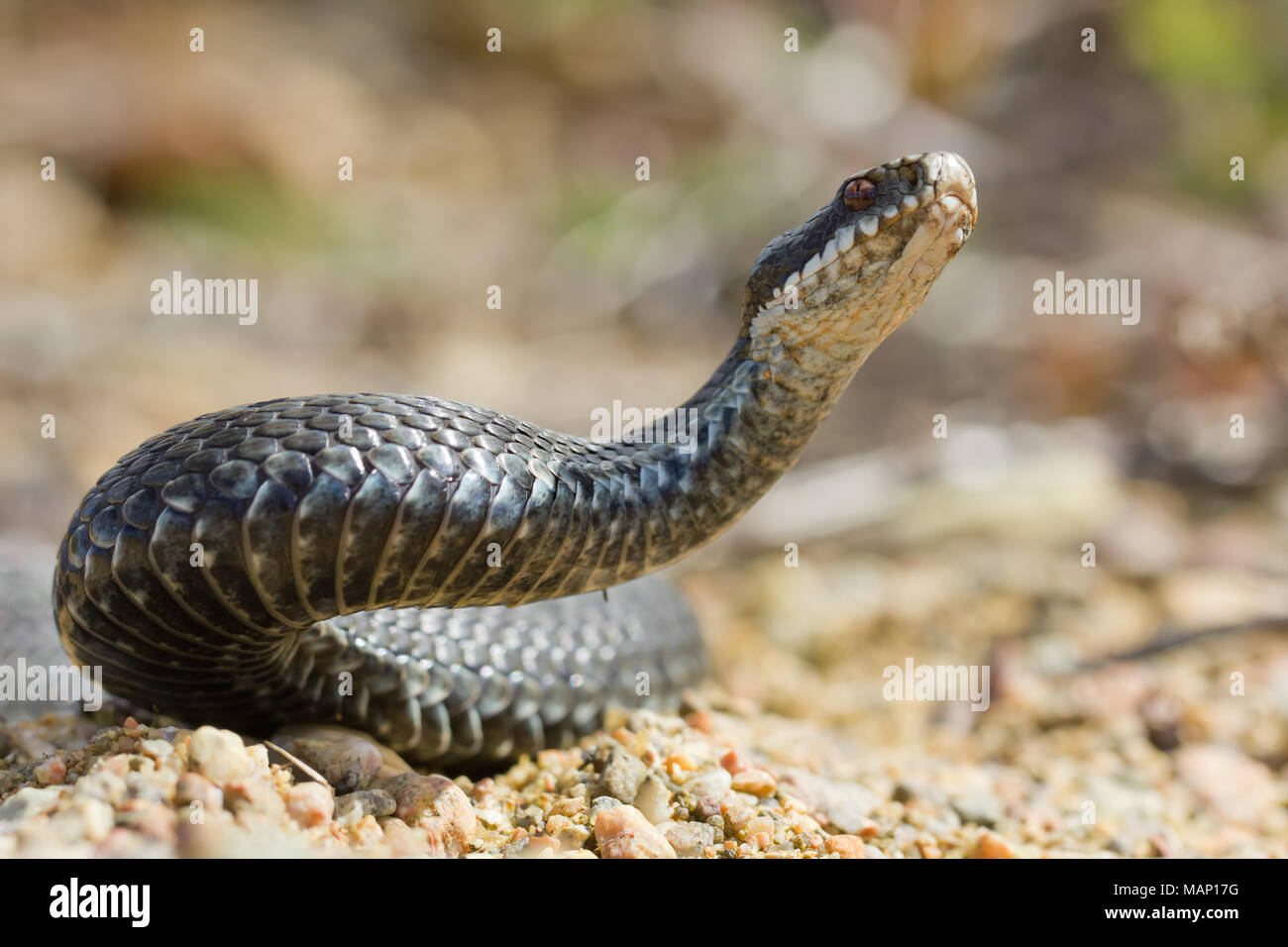 European adder (Rare dark blue form! Stock Photo - Alamy