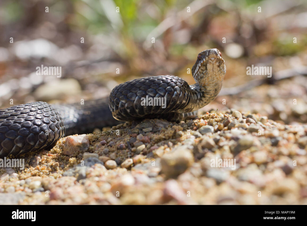 Rare european snake hi-res stock photography and images - Alamy