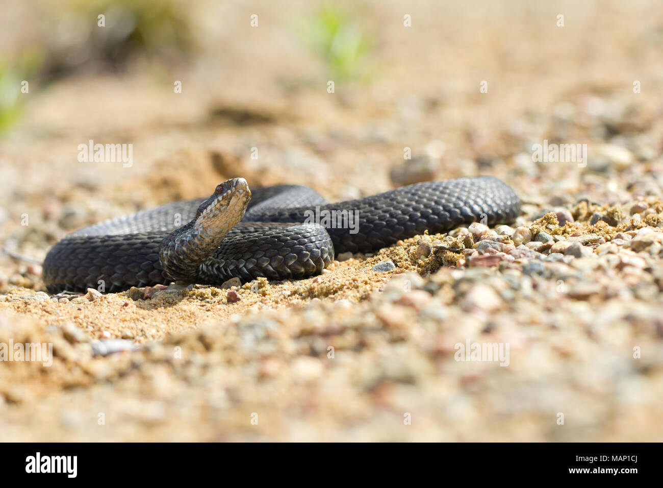 European adder (Rare dark blue form! Stock Photo - Alamy