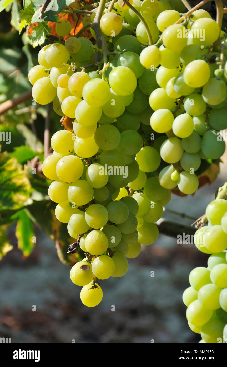 Muscat of alexandria grapes hi-res stock photography and images - Alamy