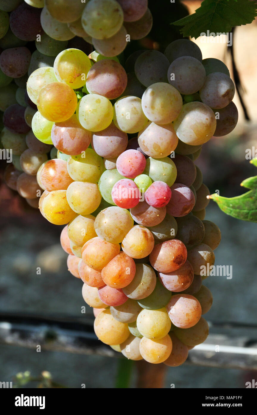 Muscat grape hi-res stock photography and images - Alamy