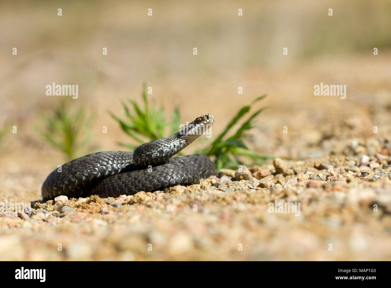 European adder (Rare dark blue form! Stock Photo - Alamy