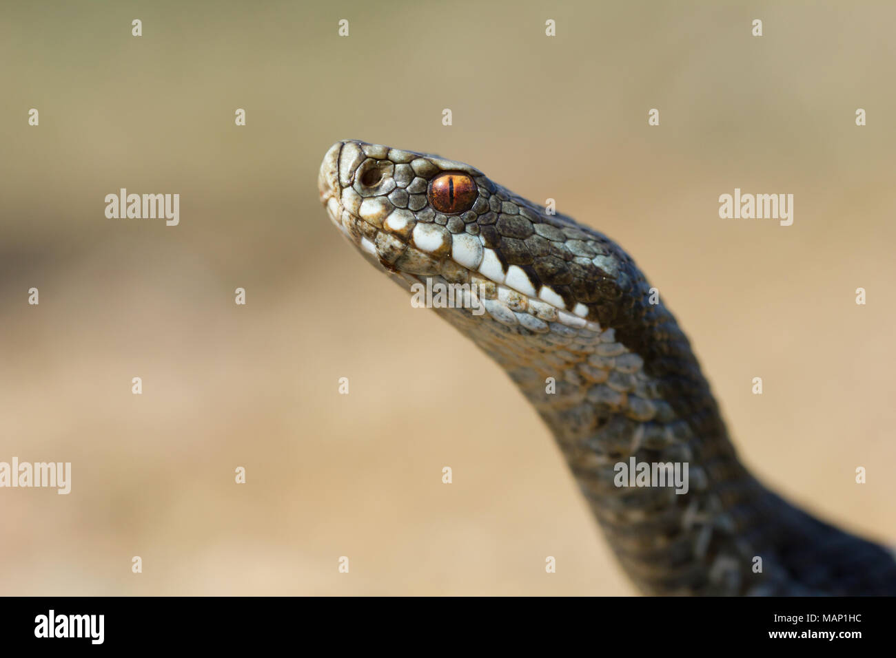 European adder (Rare dark blue form! Stock Photo - Alamy