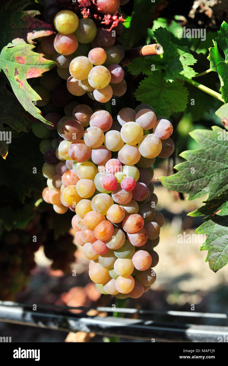 Moscatel hi-res stock photography and images - Alamy