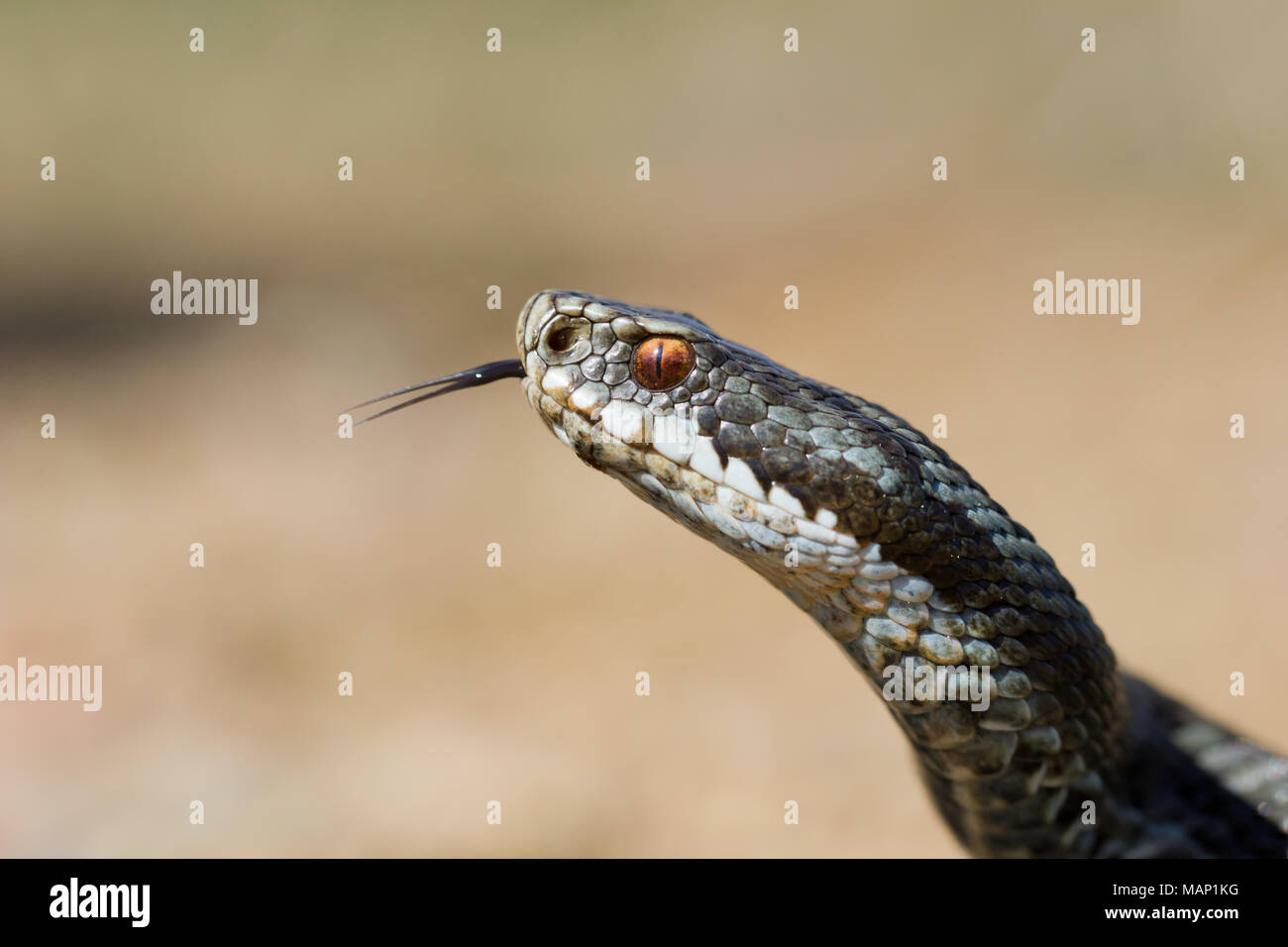 European adder (Rare dark blue form! Stock Photo - Alamy