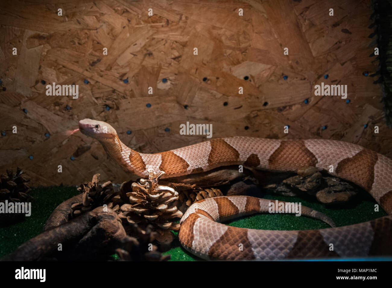 Copperhead snake (Agkistrodon contortrix) - exotic venomous snake in ...