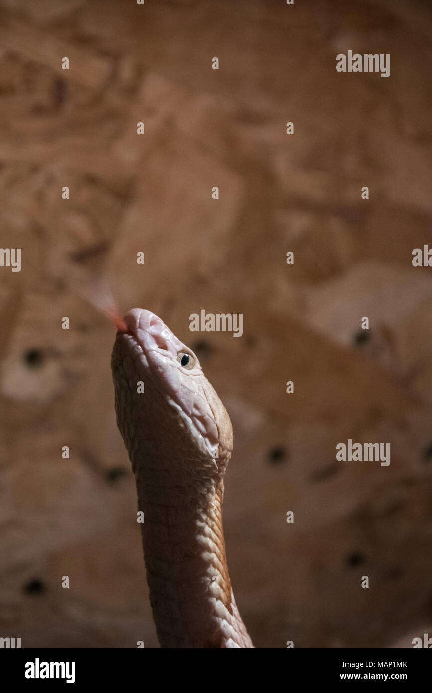 Copperhead snake (Agkistrodon contortrix) - exotic venomous snake in ...