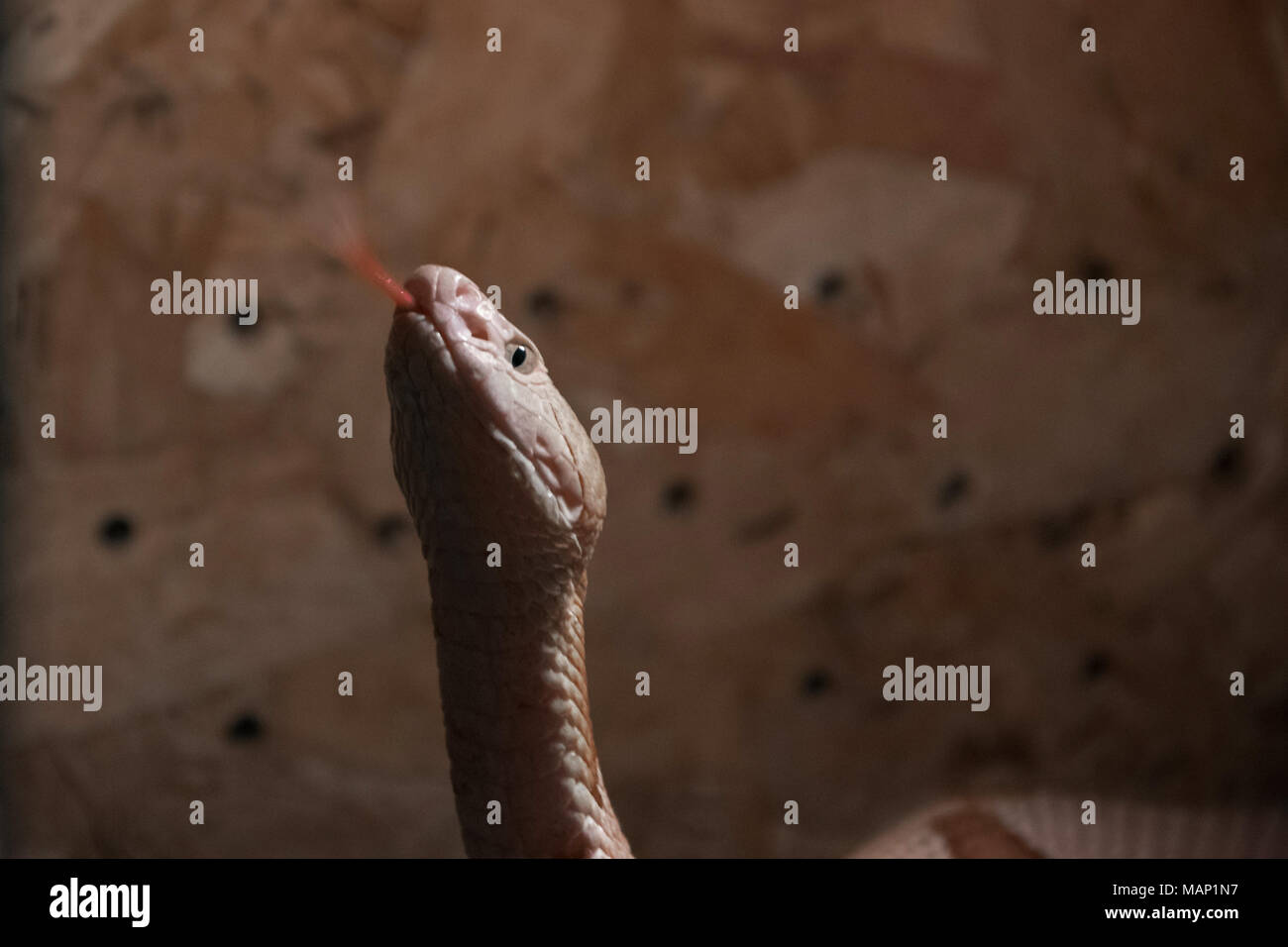 Copperhead snake (Agkistrodon contortrix) - exotic venomous snake in ...