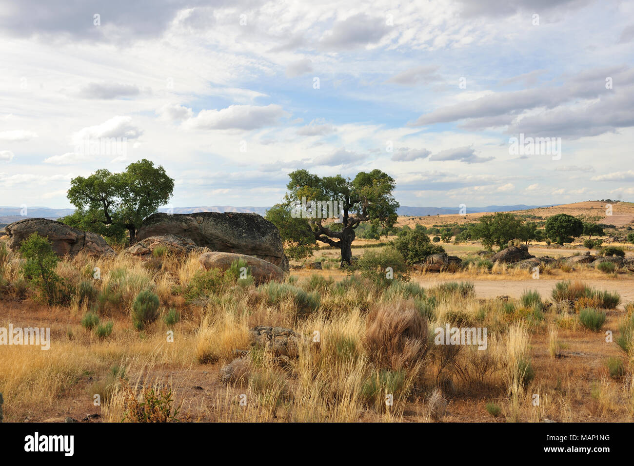 Portugal cork tree hi-res stock photography and images - Alamy