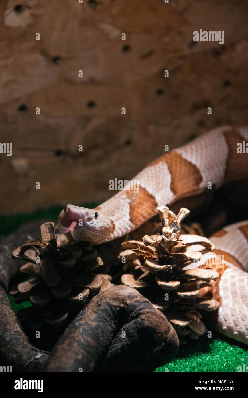 Copperhead snake camouflage hi-res stock photography and images - Alamy