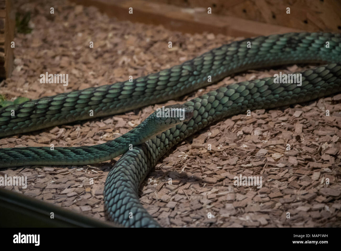 The eastern green mamba (Dendroaspis angusticeps), a highly venomous ...