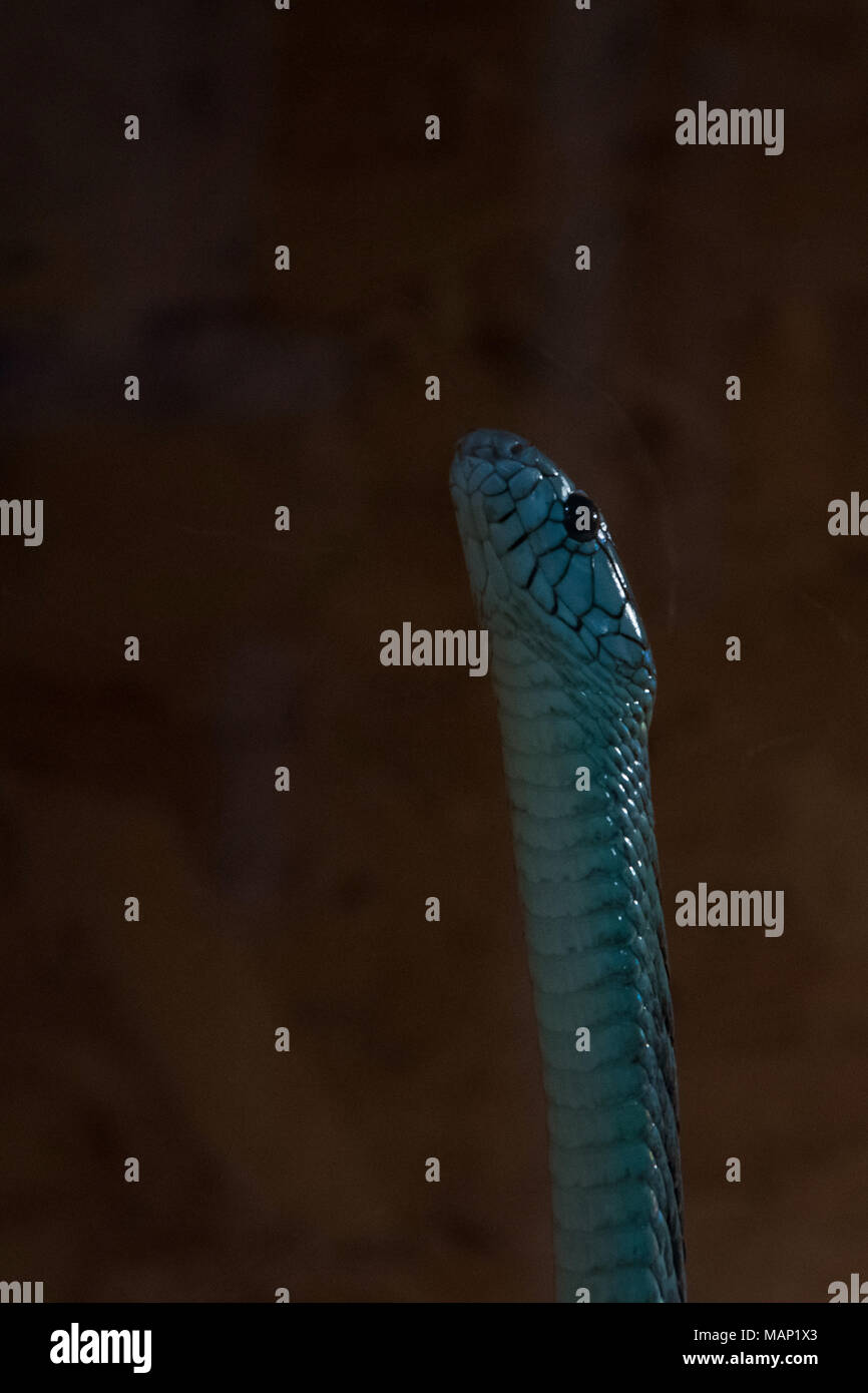 The eastern green mamba (Dendroaspis angusticeps), a highly venomous ...