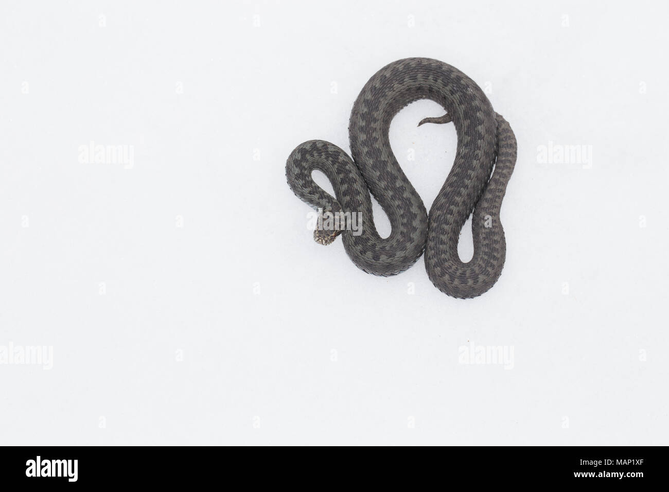 European adder (Rare dark blue form! Stock Photo - Alamy