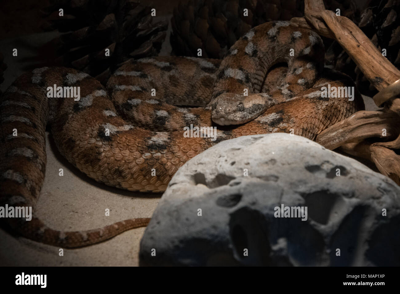 Macrovipera lebetina - venomous viper species in terrarium Stock Photo ...
