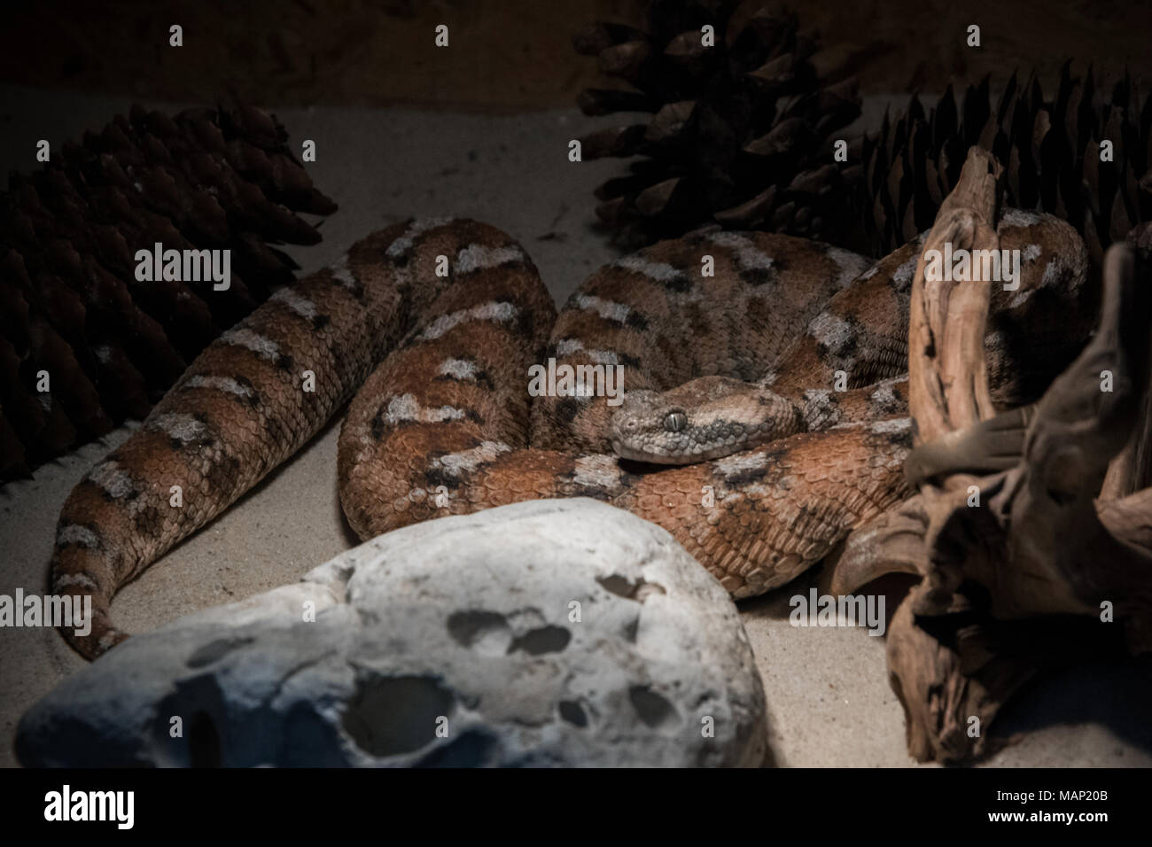 Macrovipera lebetina - venomous viper species in terrarium Stock Photo ...