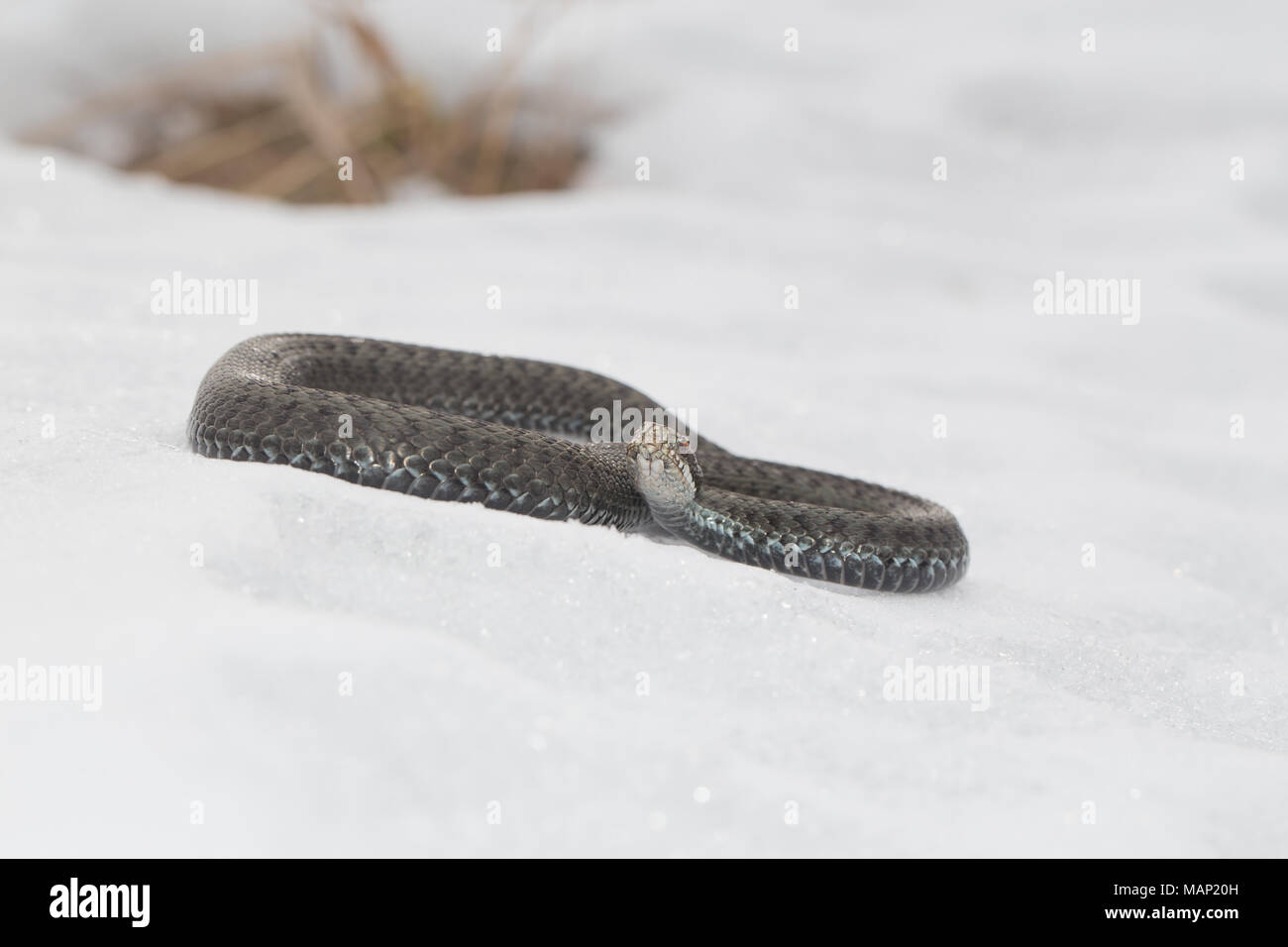 European adder (Rare dark blue form! Stock Photo - Alamy