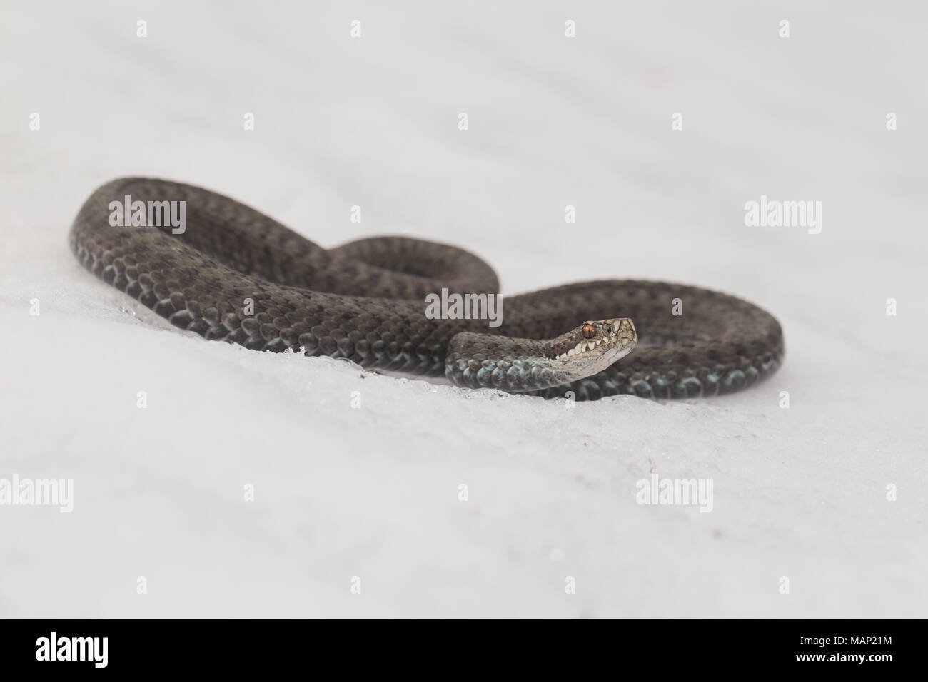 European adder (Rare dark blue form! Stock Photo - Alamy