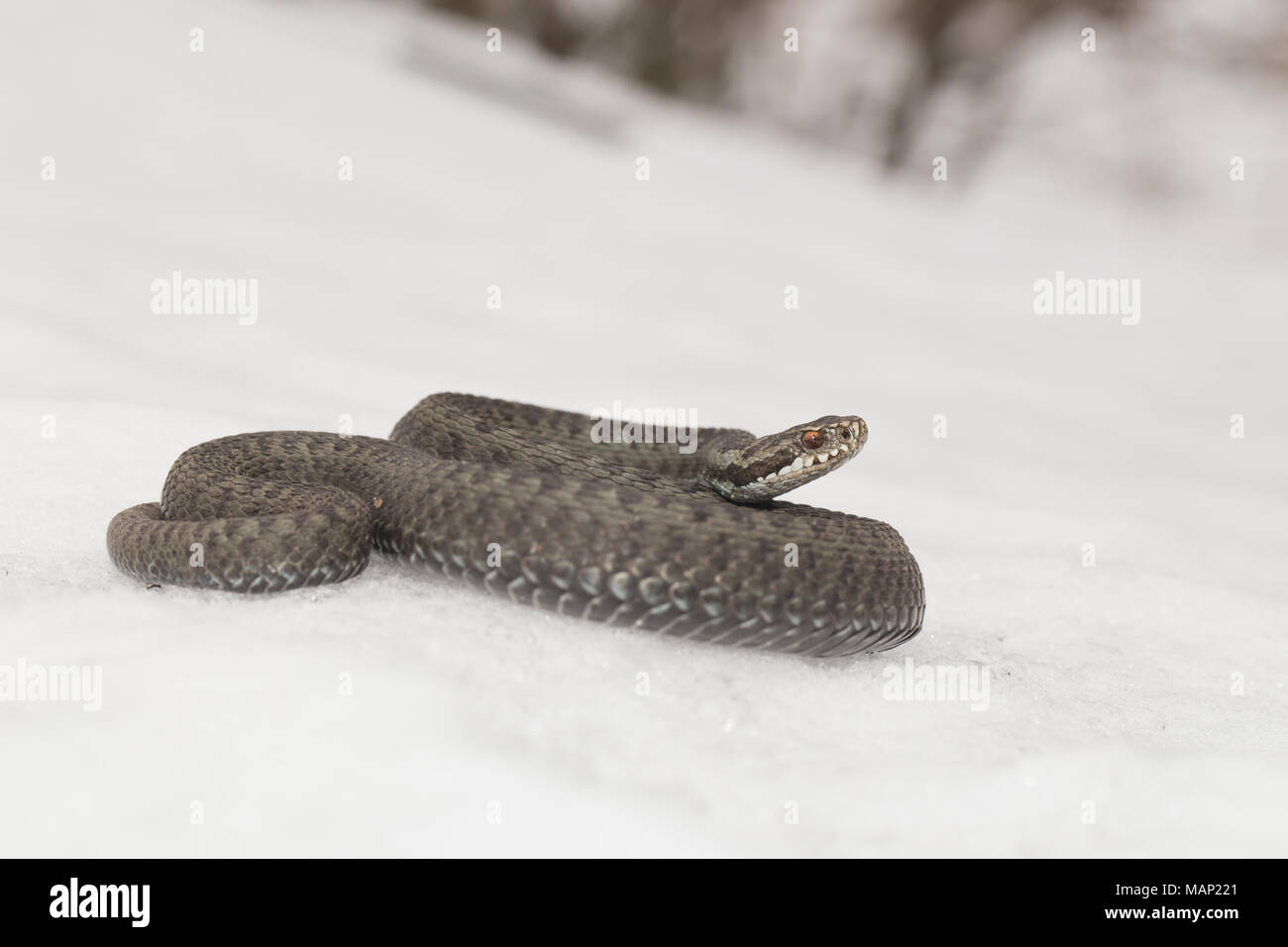 European adder (Rare dark blue form! Stock Photo - Alamy