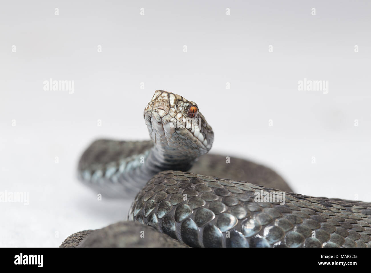 European adder (Rare dark blue form! Stock Photo - Alamy
