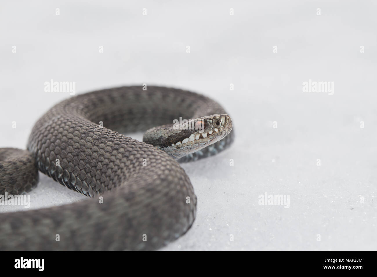 European adder (Rare dark blue form! Stock Photo - Alamy
