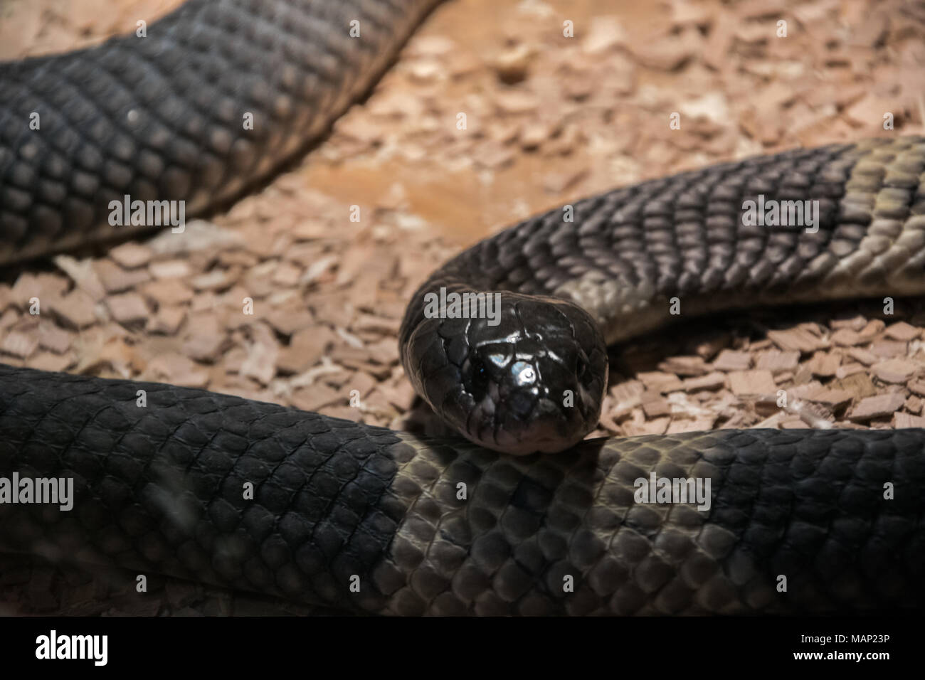 Snouted cobra (Naja annulifera), called also - banded Egyptian cobra ...