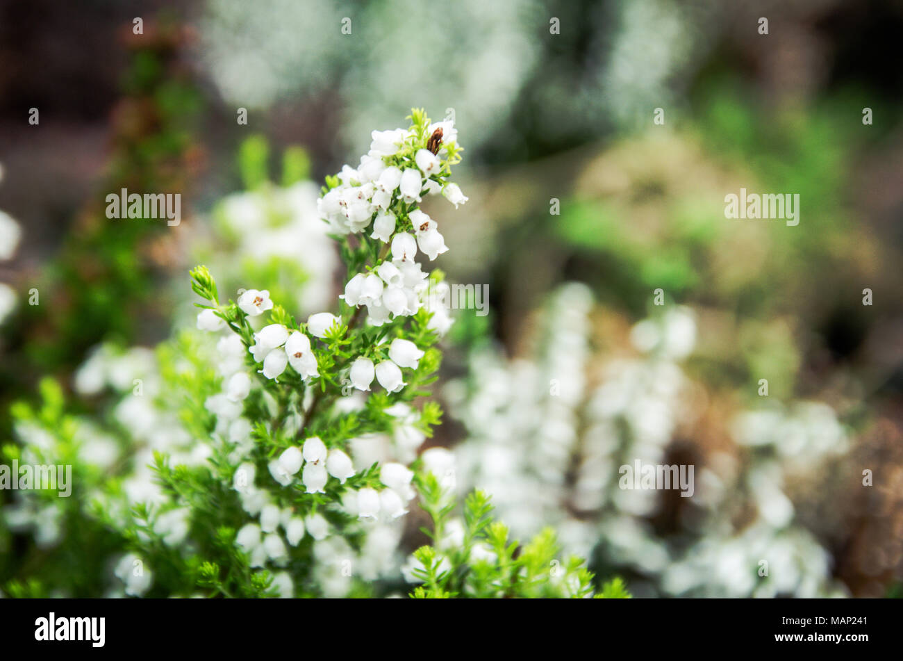 Fragile Tiny Erica Flowers in Spring vintage flower and retro styled ...