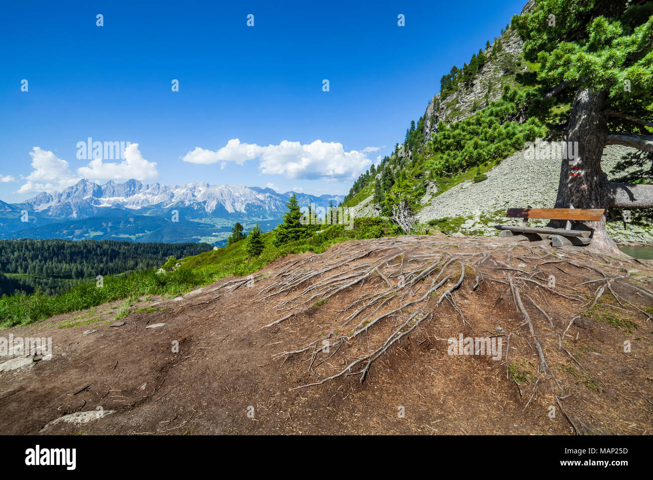Tree roots over rock hi-res stock photography and images - Alamy