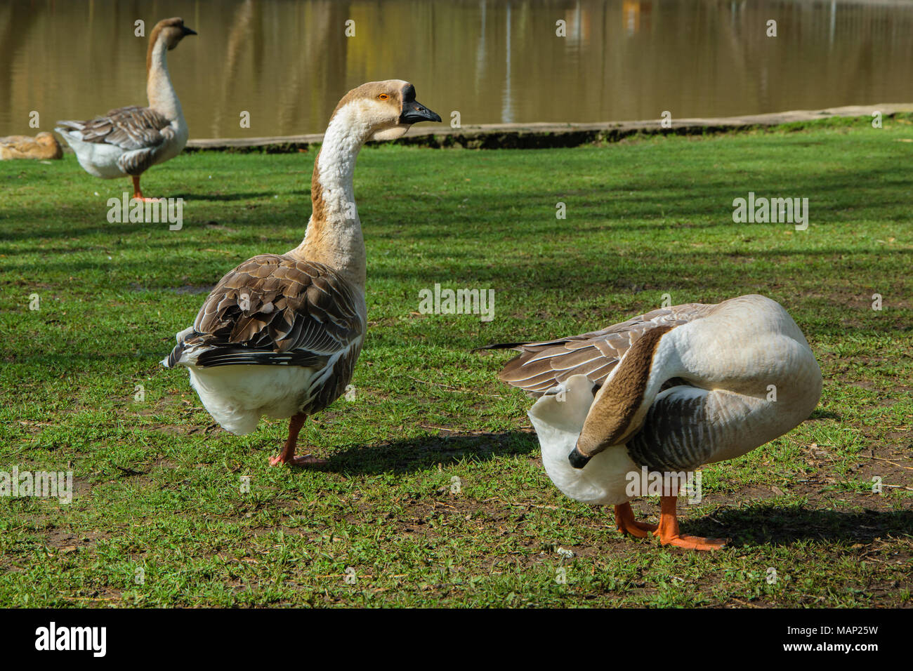 Domestic geese graze in hi-res stock photography and images - Alamy