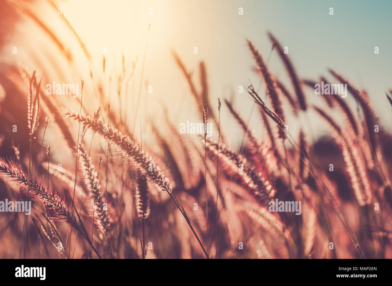 Instagram effect hi-res stock photography and images - Alamy