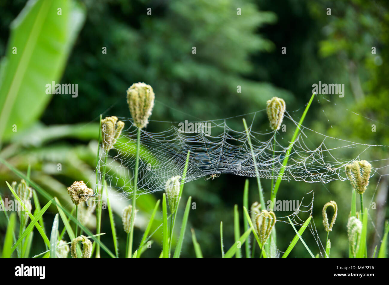 Spider village hi-res stock photography and images - Alamy