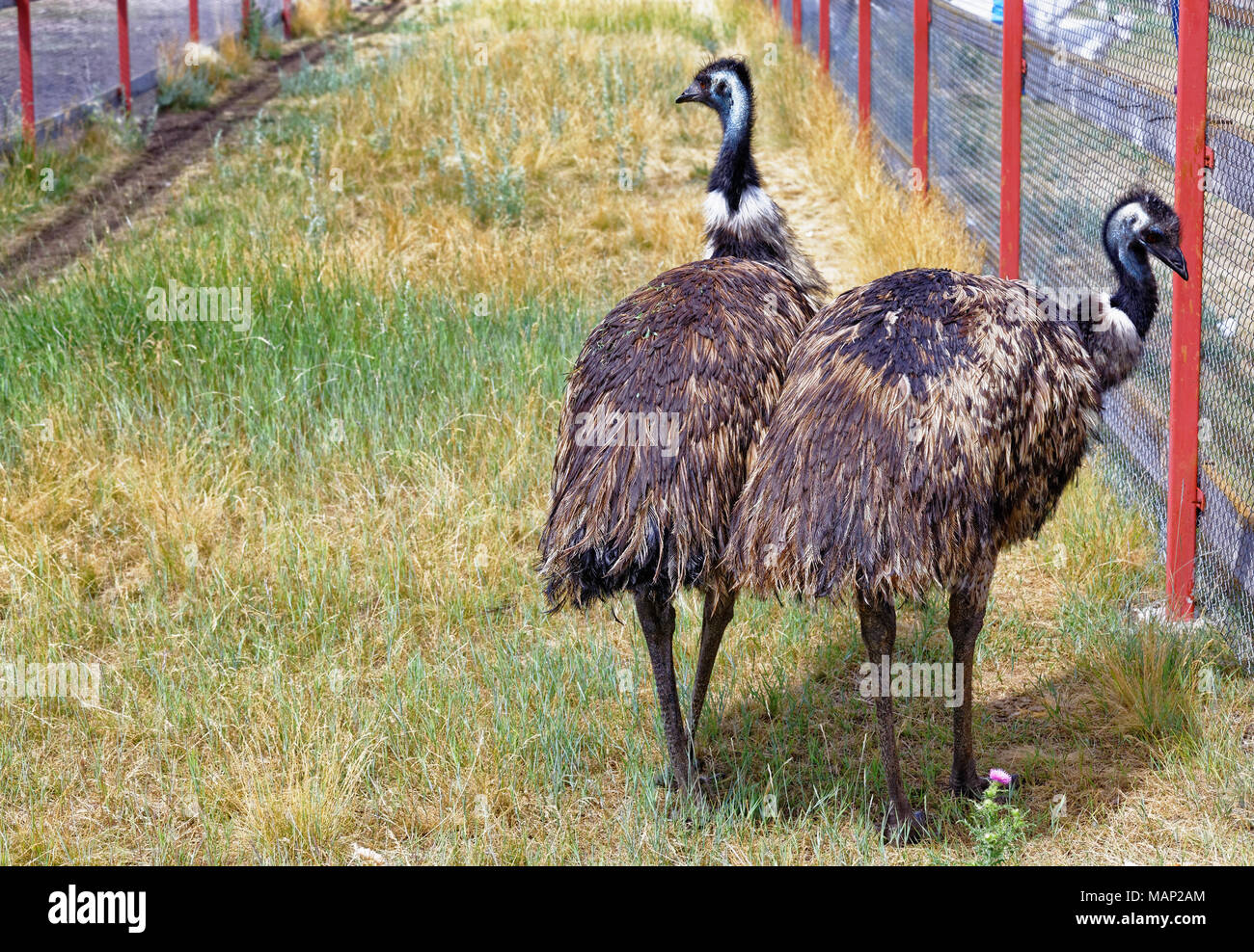 Australian emus hi-res stock photography and images - Alamy