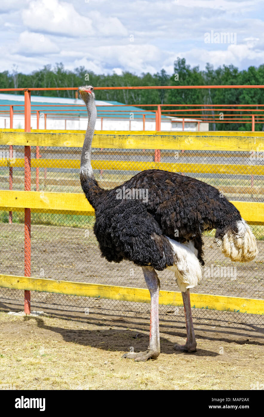 Somali ostrich, African subspecies. Breeding and cultivation on a farm ...