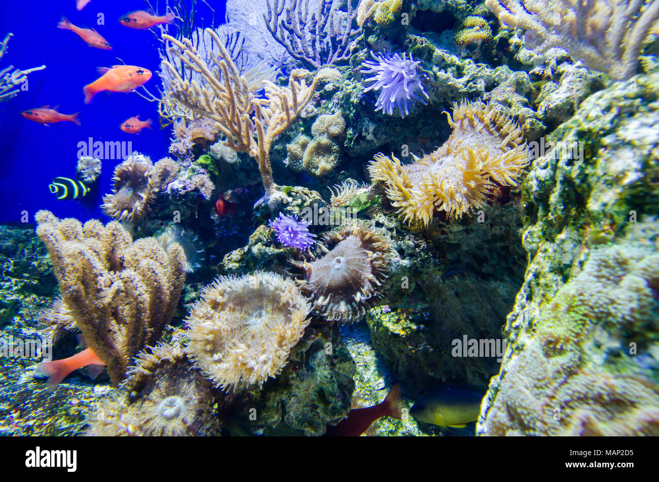 coral in deep blue sea Stock Photo - Alamy