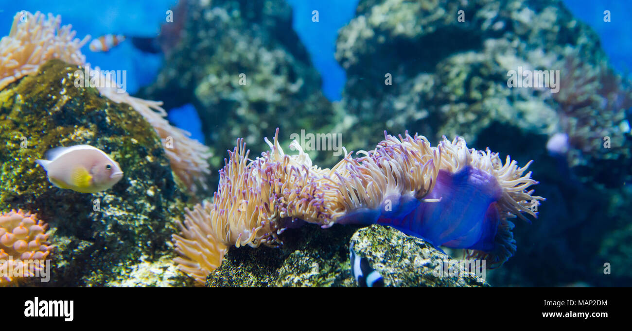 coral in deep blue sea Stock Photo - Alamy