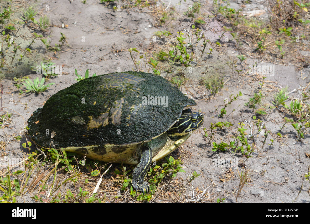 Florida box turtle hi-res stock photography and images - Alamy