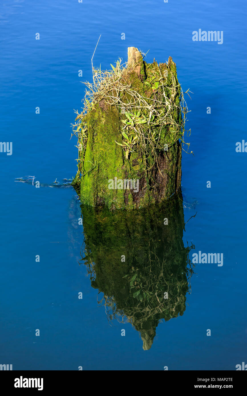 An old moss covered piling just above the water at the marina in ...