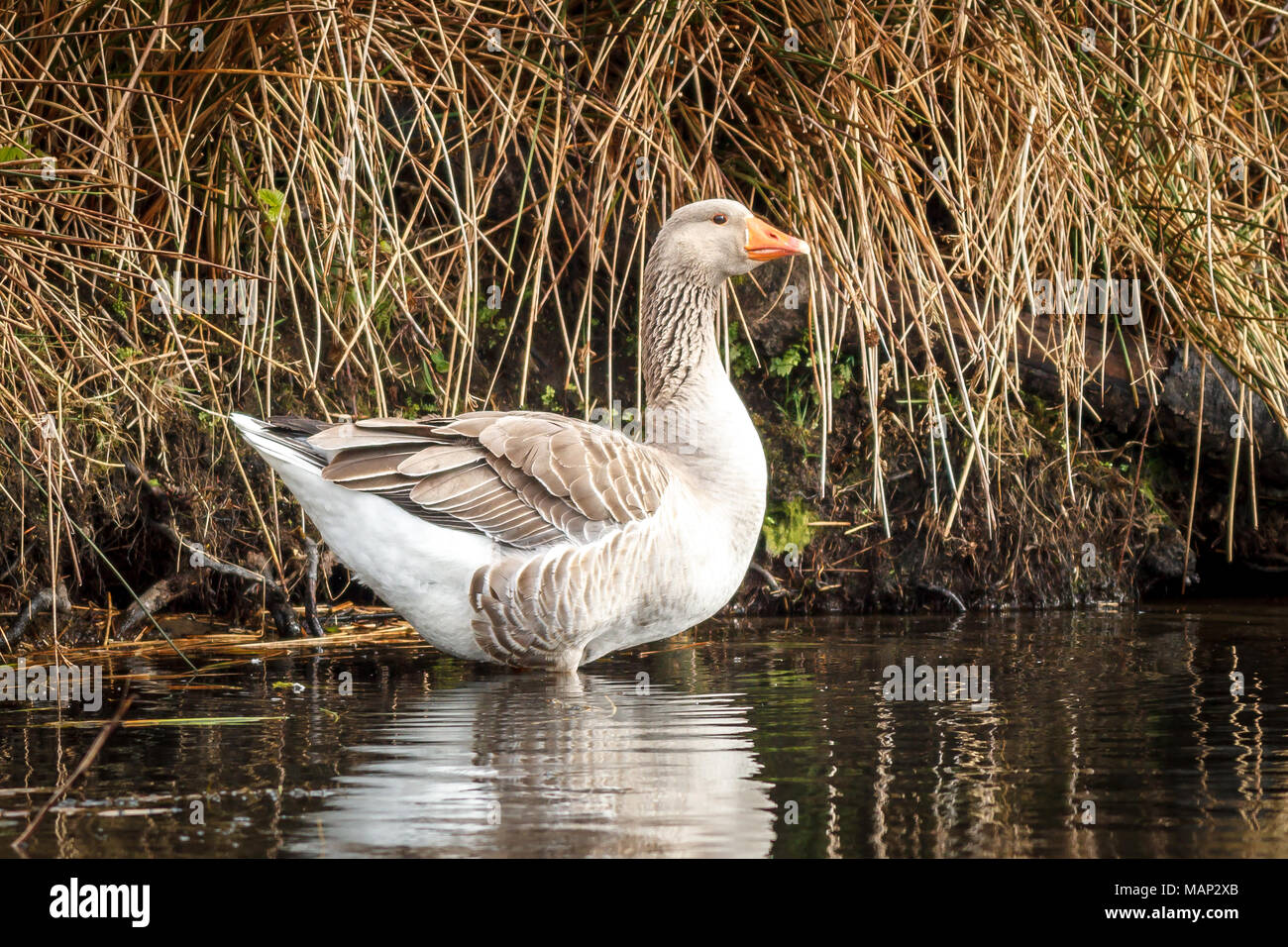 Lesser white fronted goose beak hi-res stock photography and images - Alamy