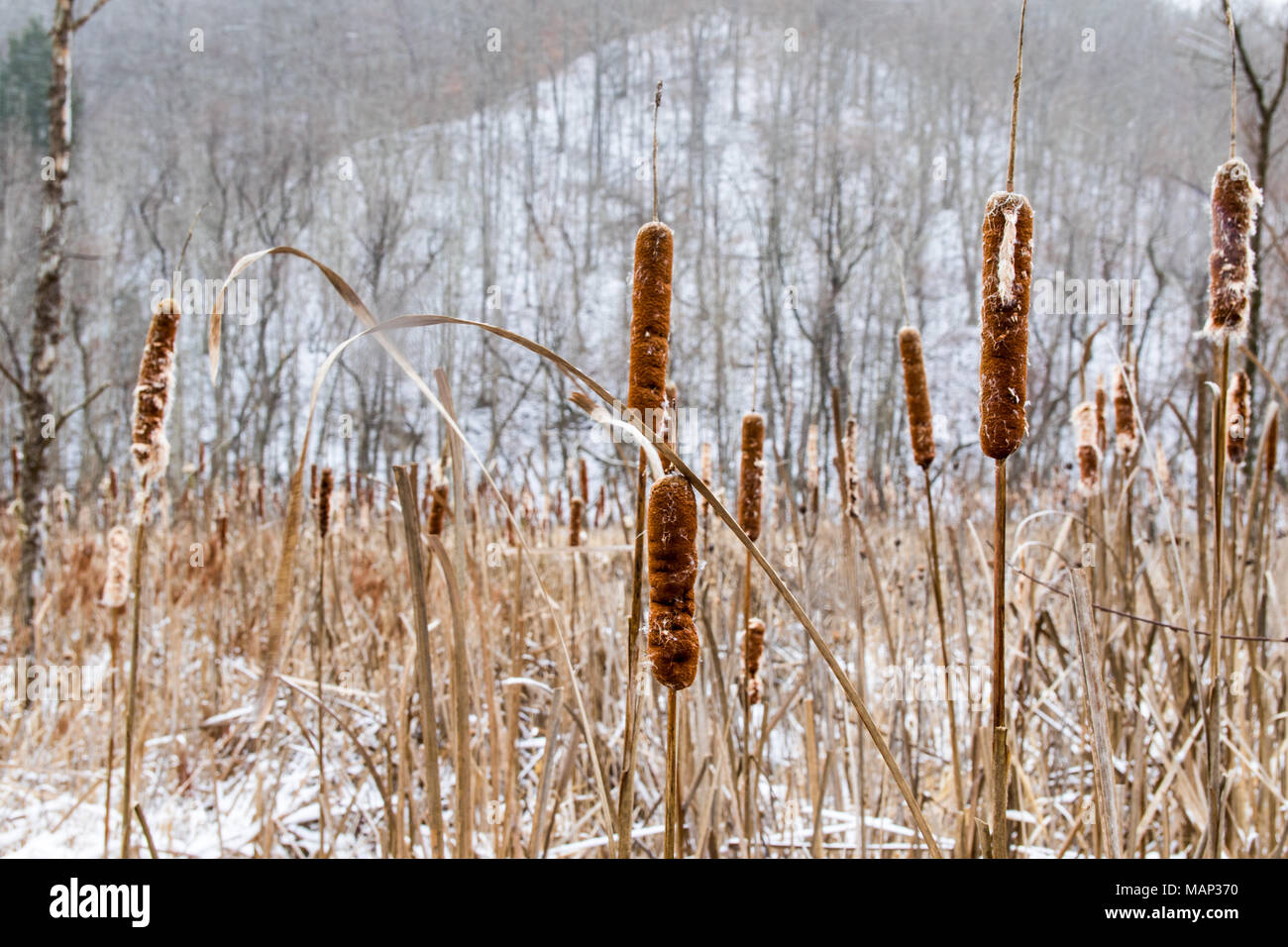 A field of cattails in winter Stock Photo - Alamy