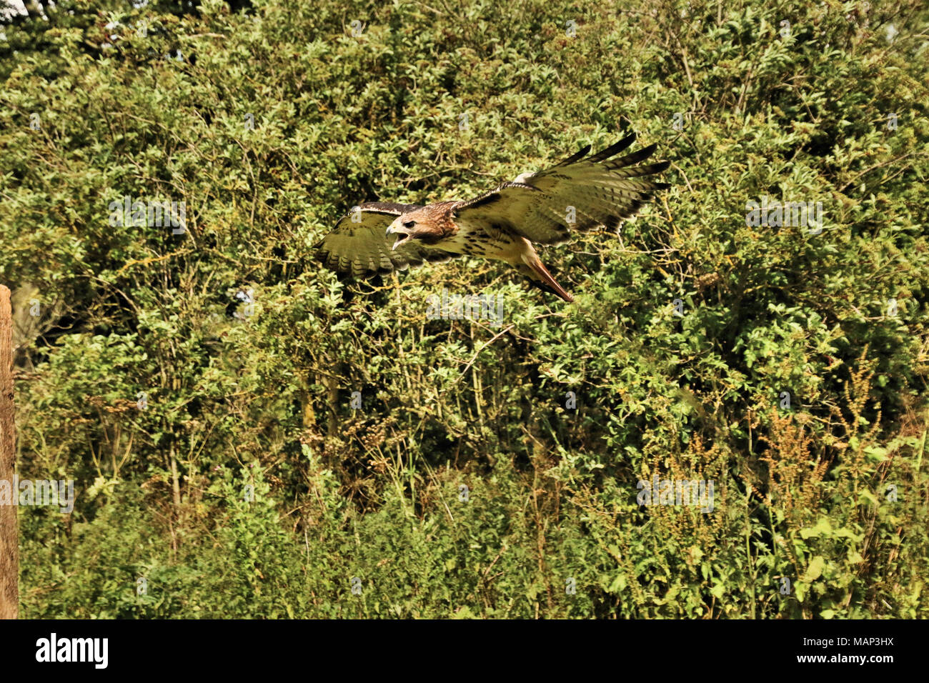 A Buzzard in flight Stock Photo - Alamy