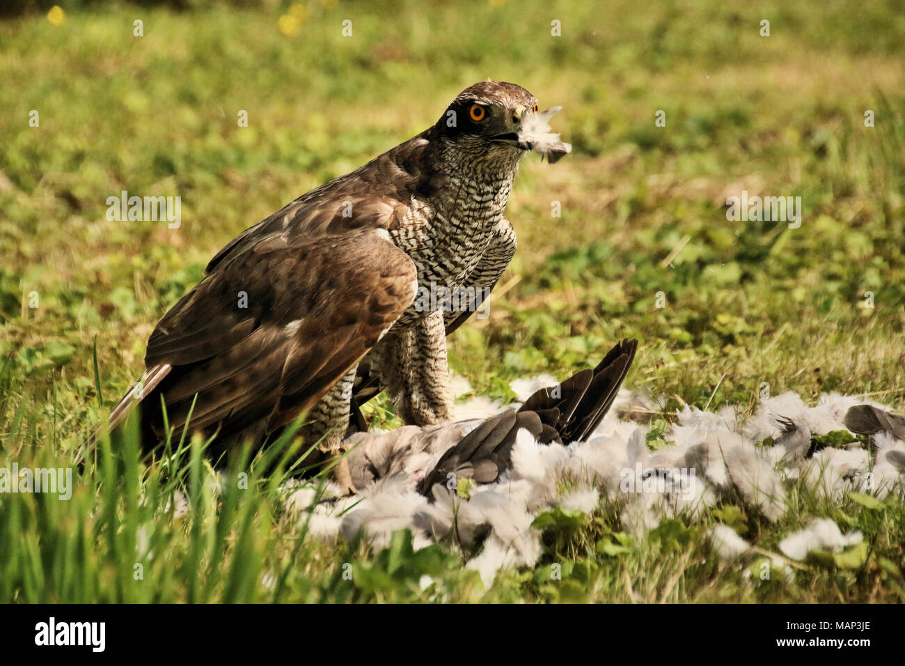 A Goshawk with its prey Stock Photo - Alamy