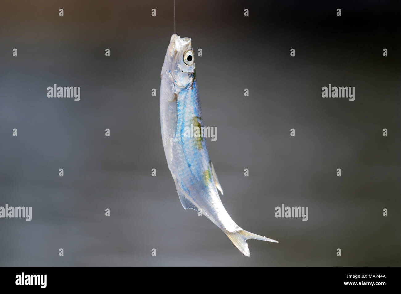 Fishingline hi-res stock photography and images - Alamy